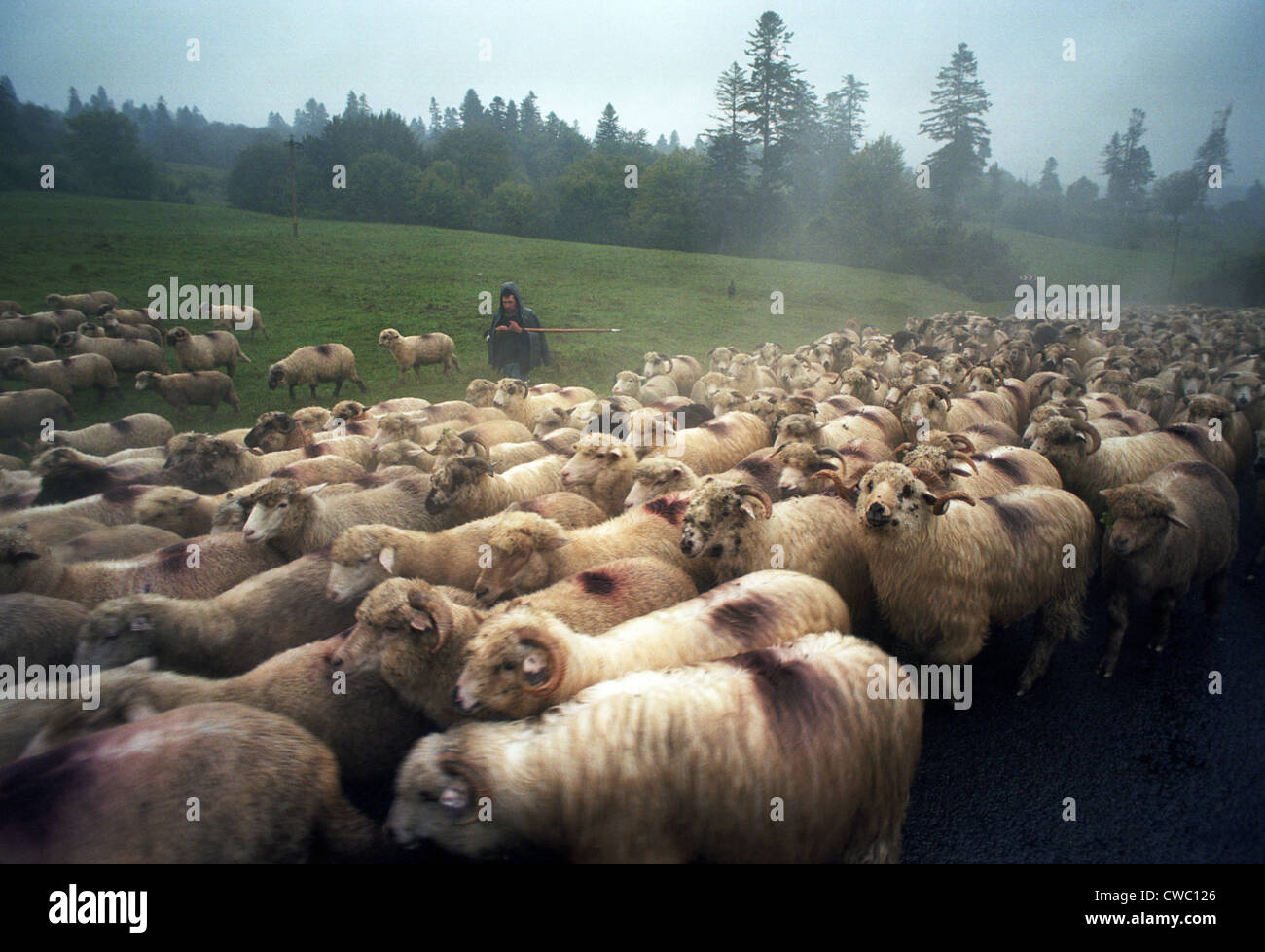 Shepherd drives his flock in the rain, Bradet, Romania Stock Photo - Alamy