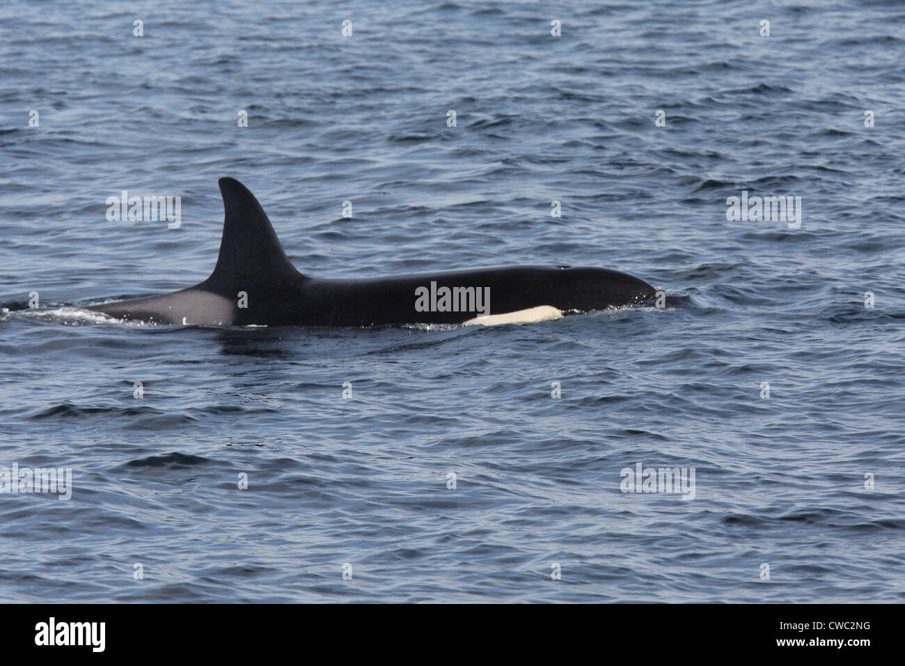Orca watching scotland hi-res stock photography and images - Alamy