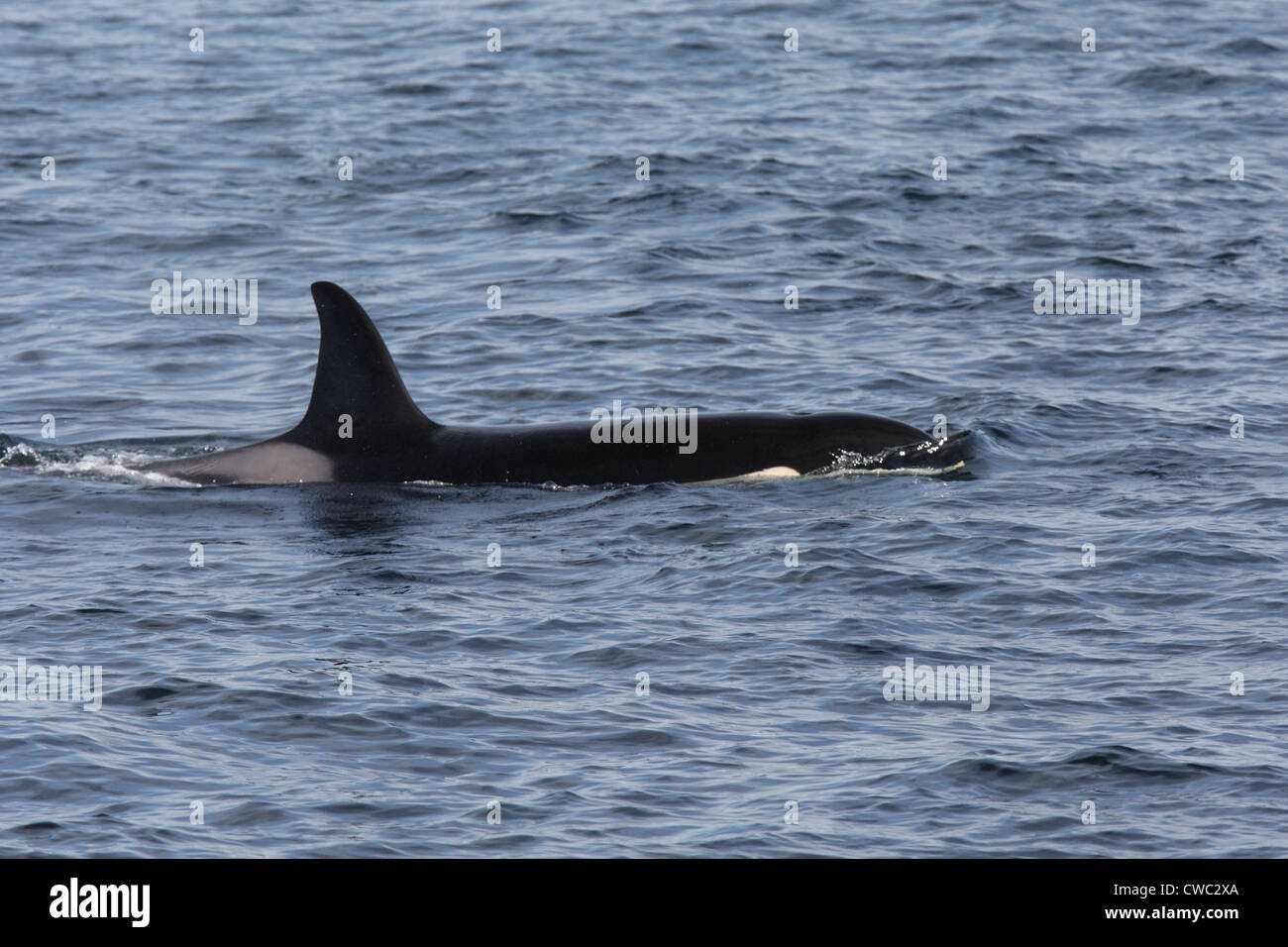 Orca watching scotland hi-res stock photography and images - Alamy