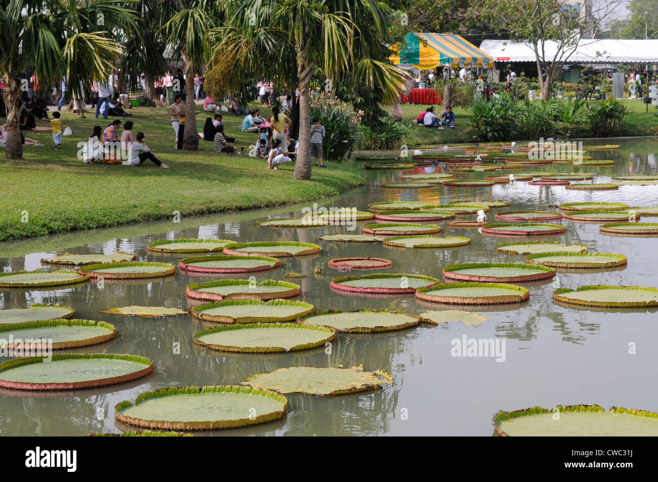lake full of giant lilly pads, King Rama IX Park ,bangkok, thailand ...