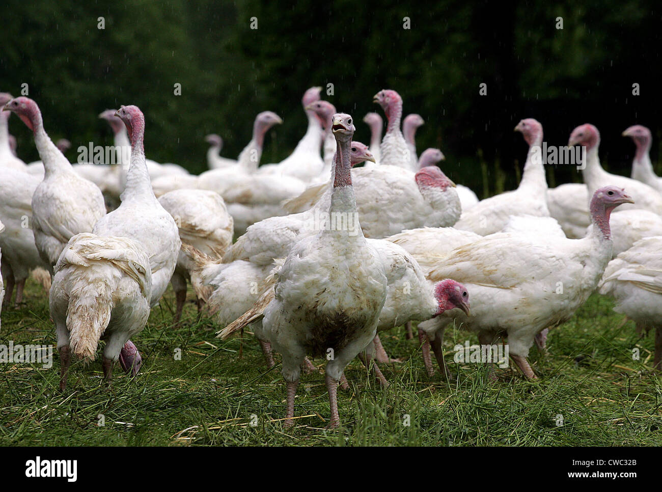 Organic free range turkey in Stock Photo - Alamy