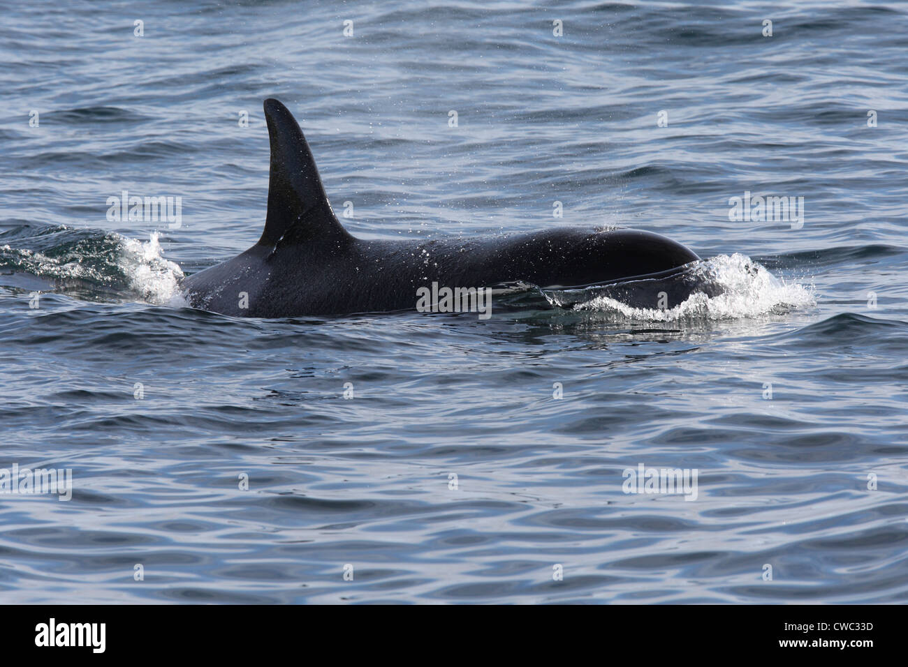 Killer Whale Orcinus orca Mousa Sound RSPB reserve Shetland Scotland UK ...
