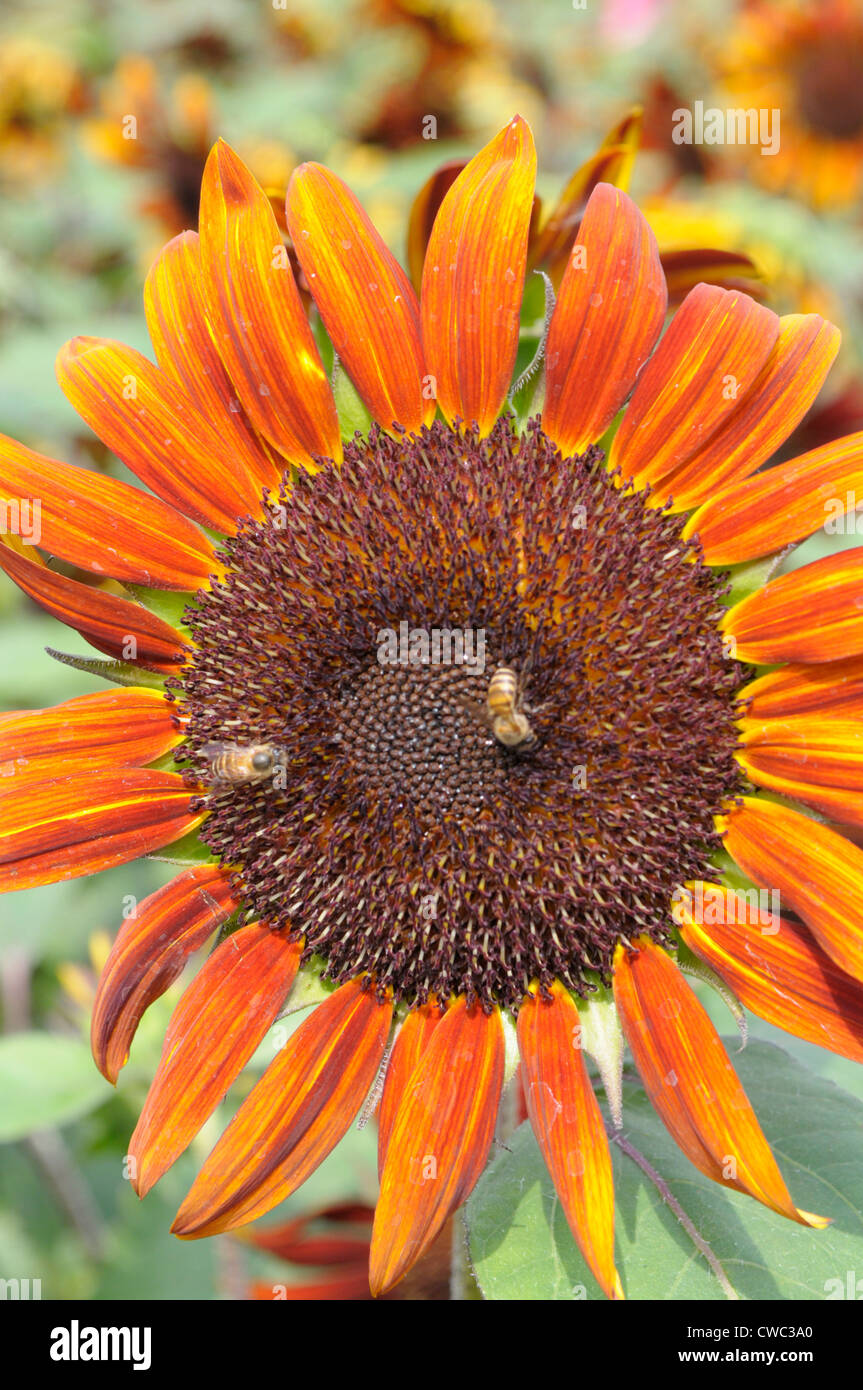 honey bees harvesting pollen from orange variety of sunflower, King ...