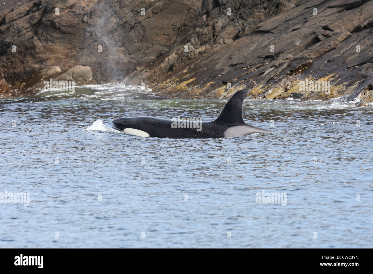 Killer Whale Orcinus orca Mousa Sound RSPB reserve Shetland Scotland UK ...