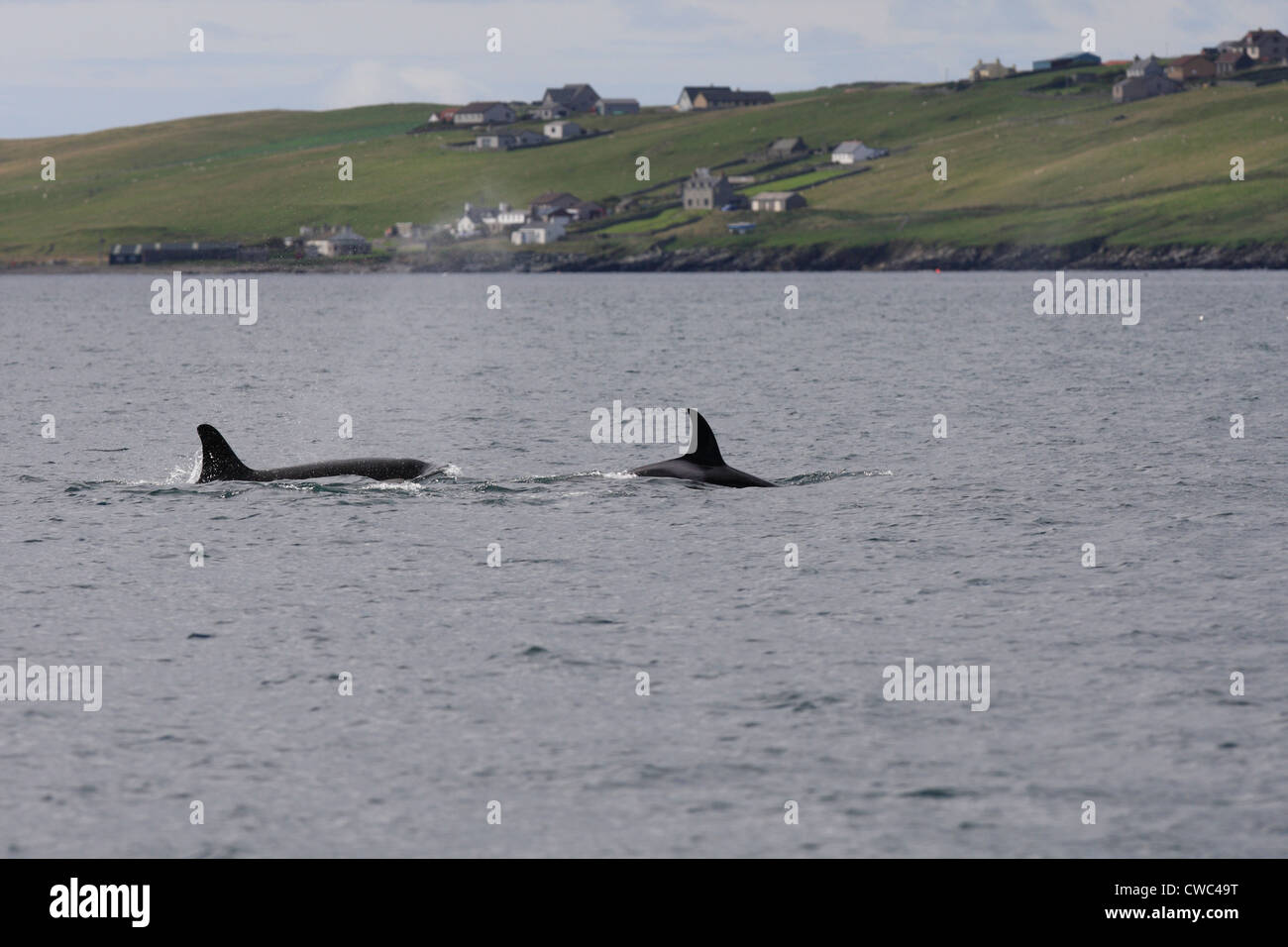 Killer Whales Orcinus orca Mousa Sound RSPB reserve Shetland Scotland ...