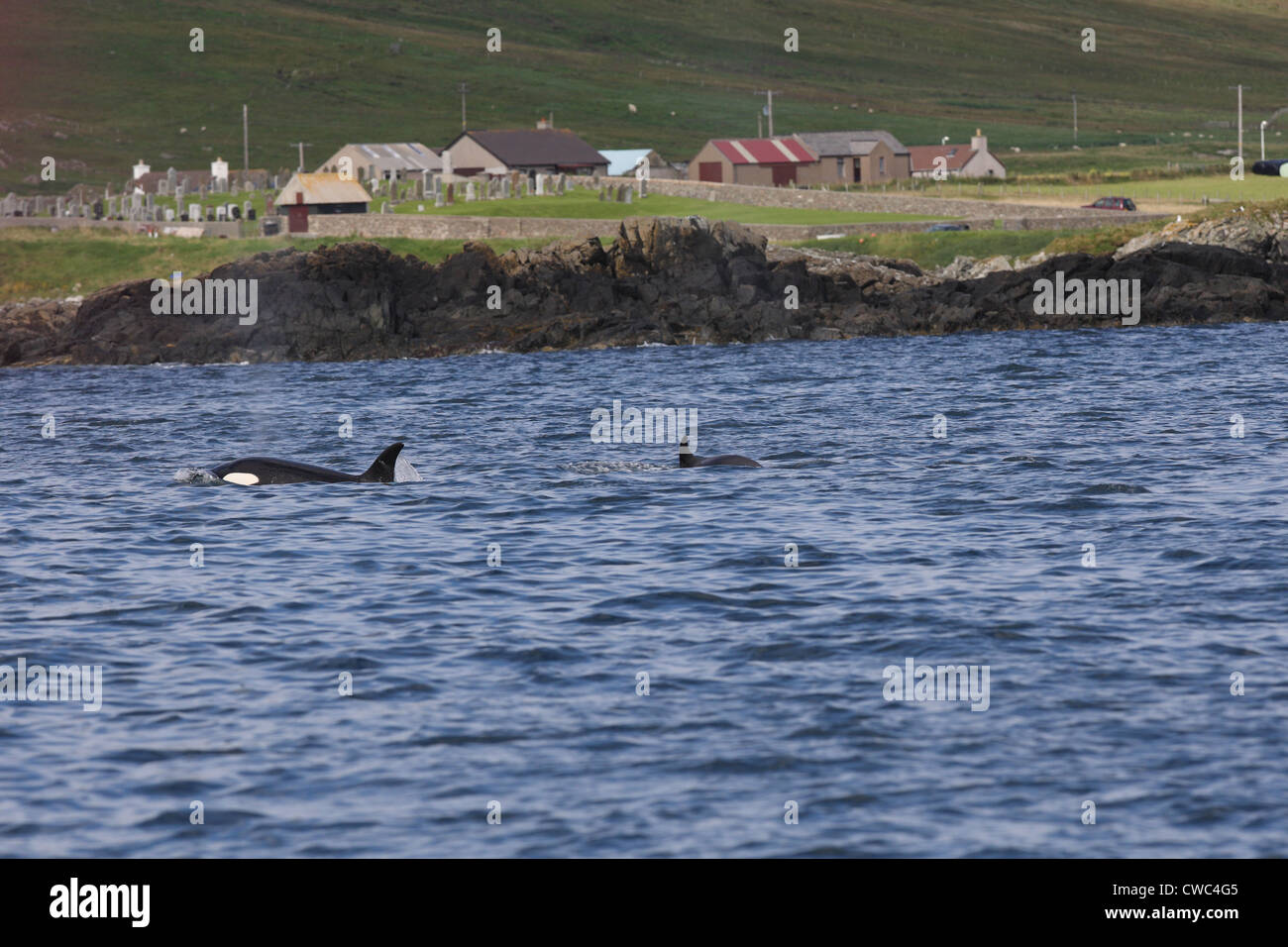Killer Whales Orcinus orca Mousa Sound RSPB reserve Shetland Scotland ...