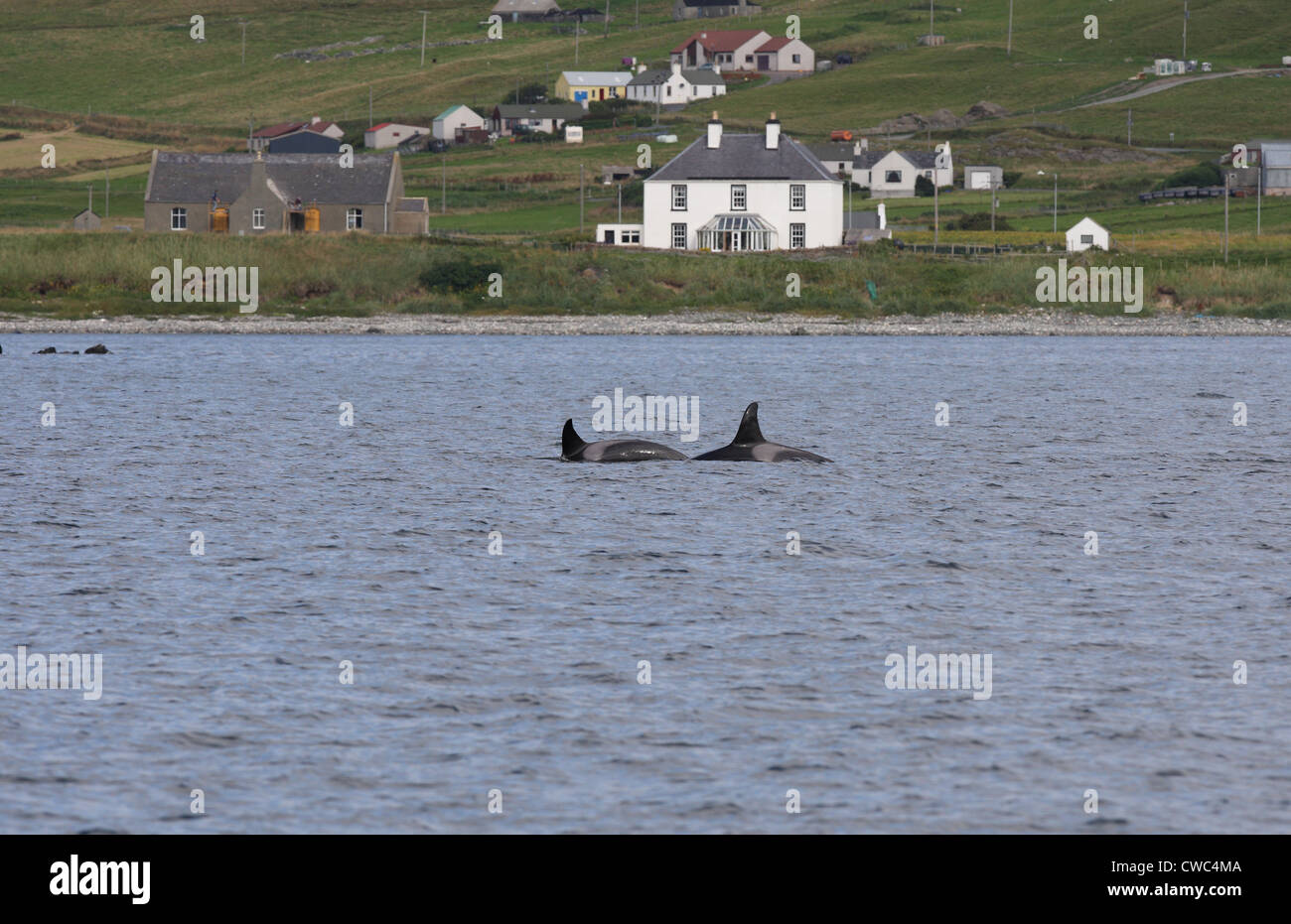 Killer Whales Orcinus orca Mousa Sound RSPB reserve Shetland Scotland ...