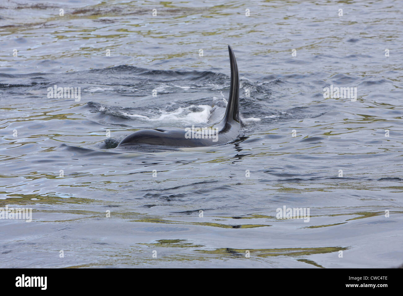 Orca watching scotland hi-res stock photography and images - Alamy