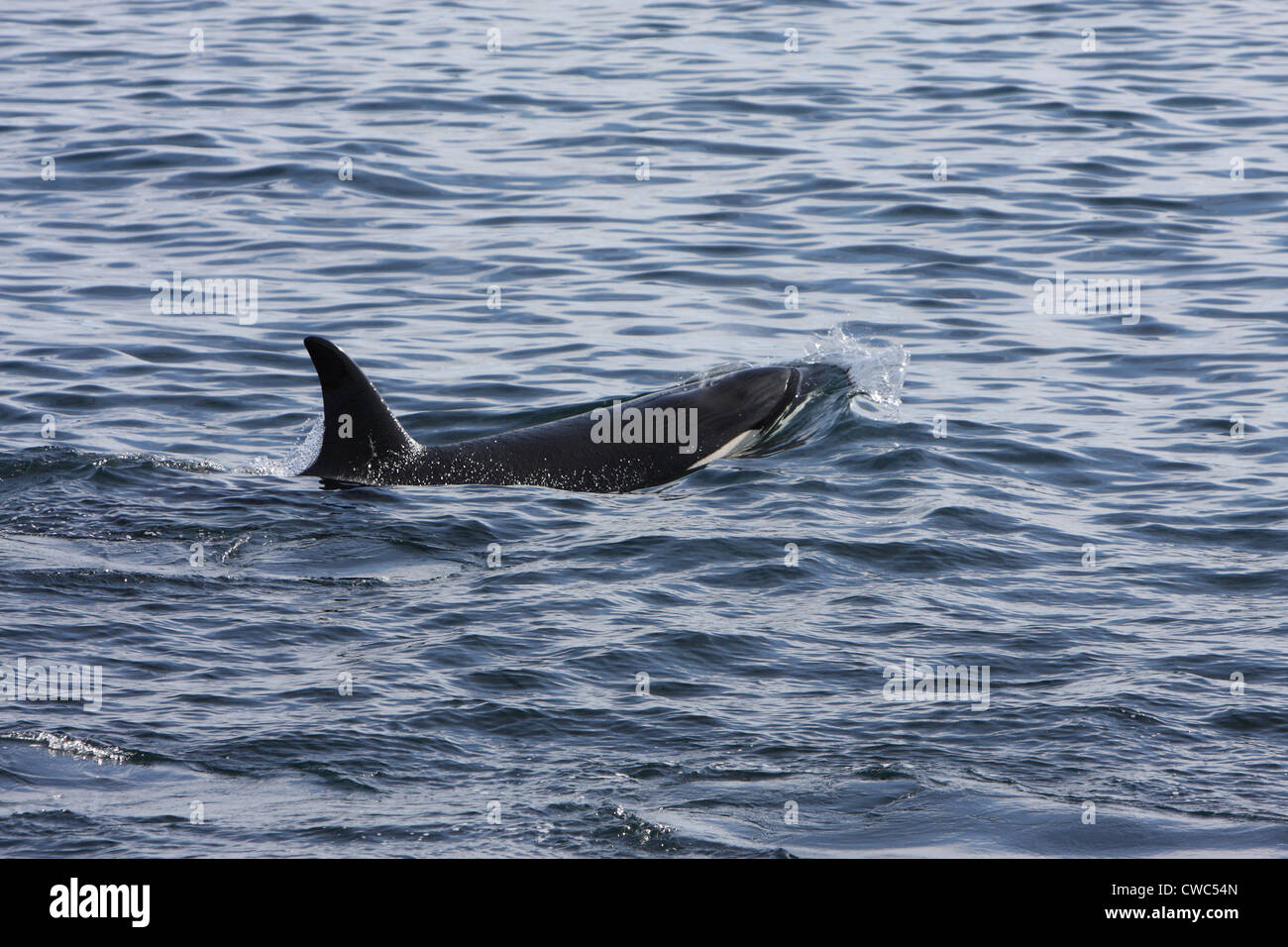Killer Whale Orcinus orca Mousa Sound RSPB reserve Shetland Scotland UK ...
