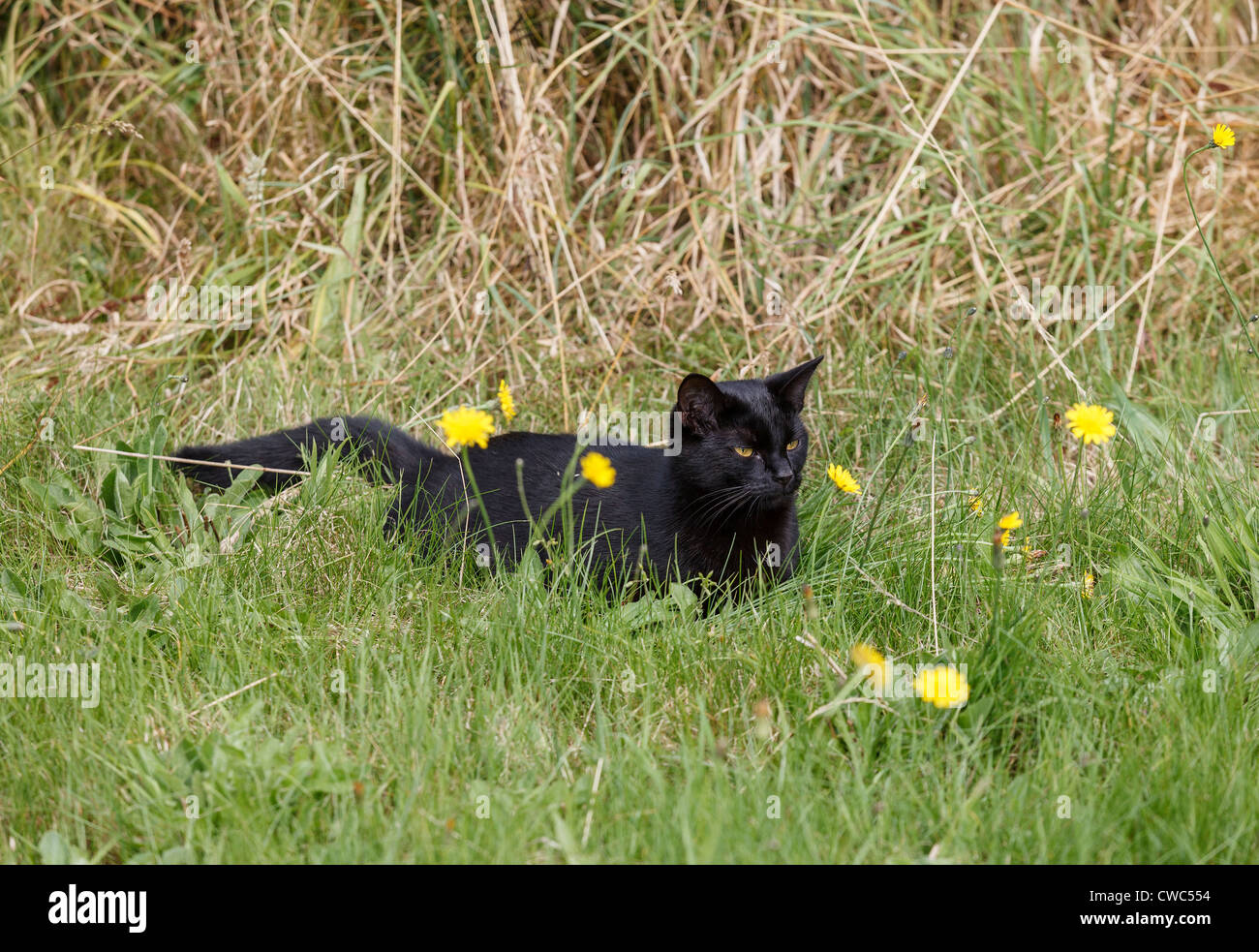 A "Short Haired" "Domestic Cat" name of Marmite frolicking in a ...