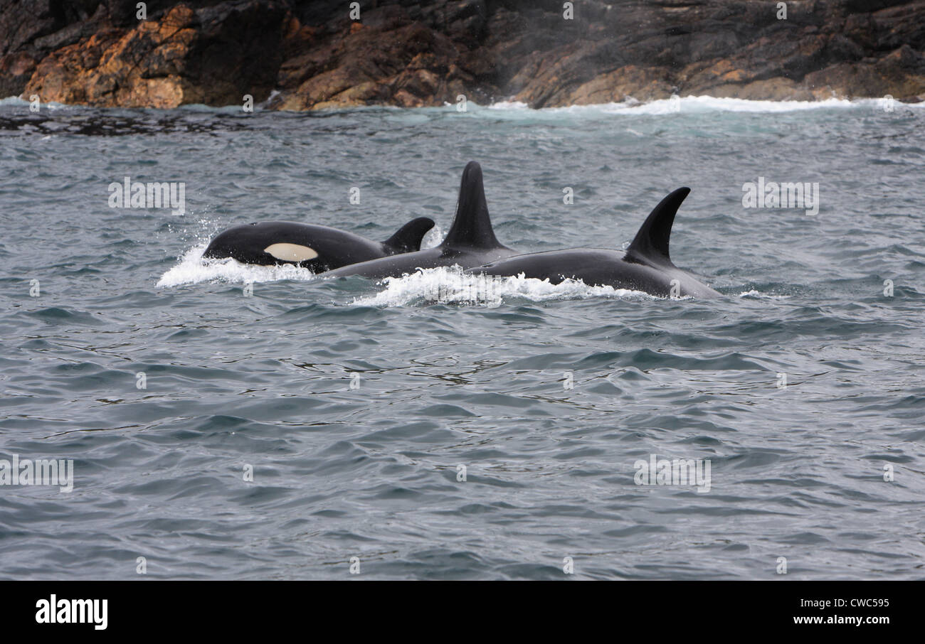 Killer Whales Orcinus orca Mousa Sound RSPB reserve Shetland Scotland ...