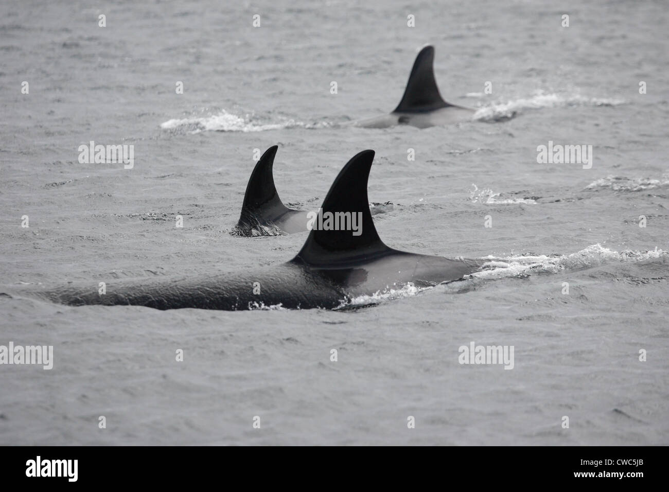 Killer Whales Orcinus orca Shetland Islands Scotland UK Stock Photo - Alamy
