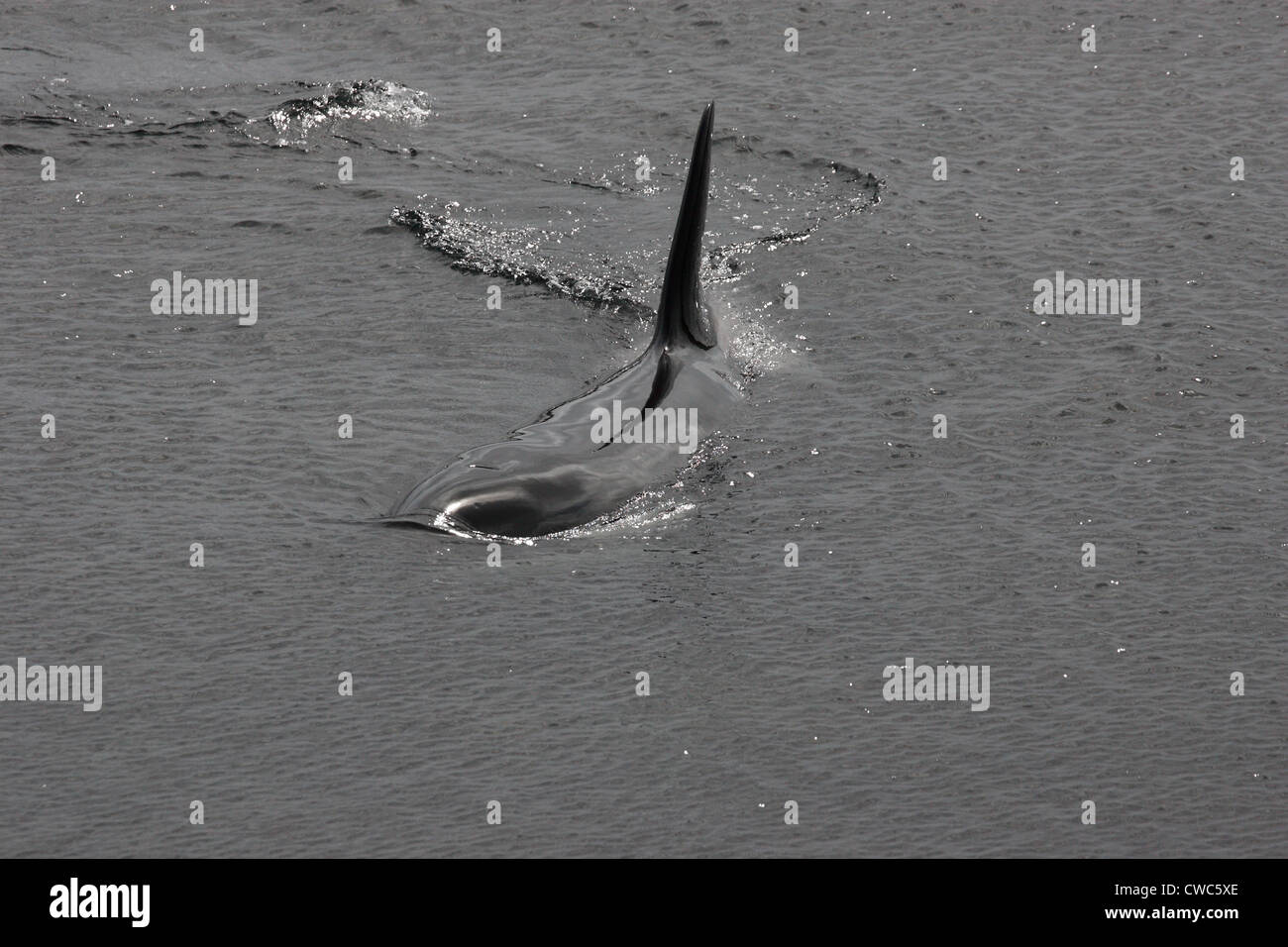Killer Whale Orcinus orca Shetland Islands Scotland UK Stock Photo - Alamy
