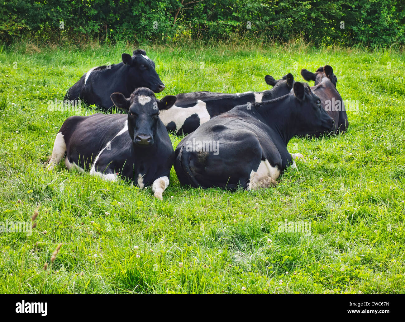 Herd dairy cows graze in hi-res stock photography and images - Alamy