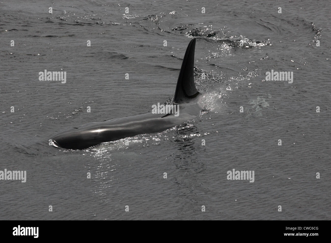 Killer Whale Orcinus orca Shetland Islands Scotland UK Stock Photo - Alamy
