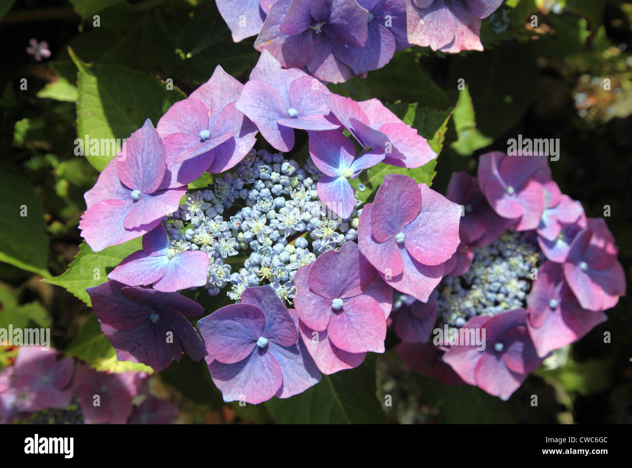 Blue lacecap hydrangea growing in alkaline soil Stock Photo - Alamy