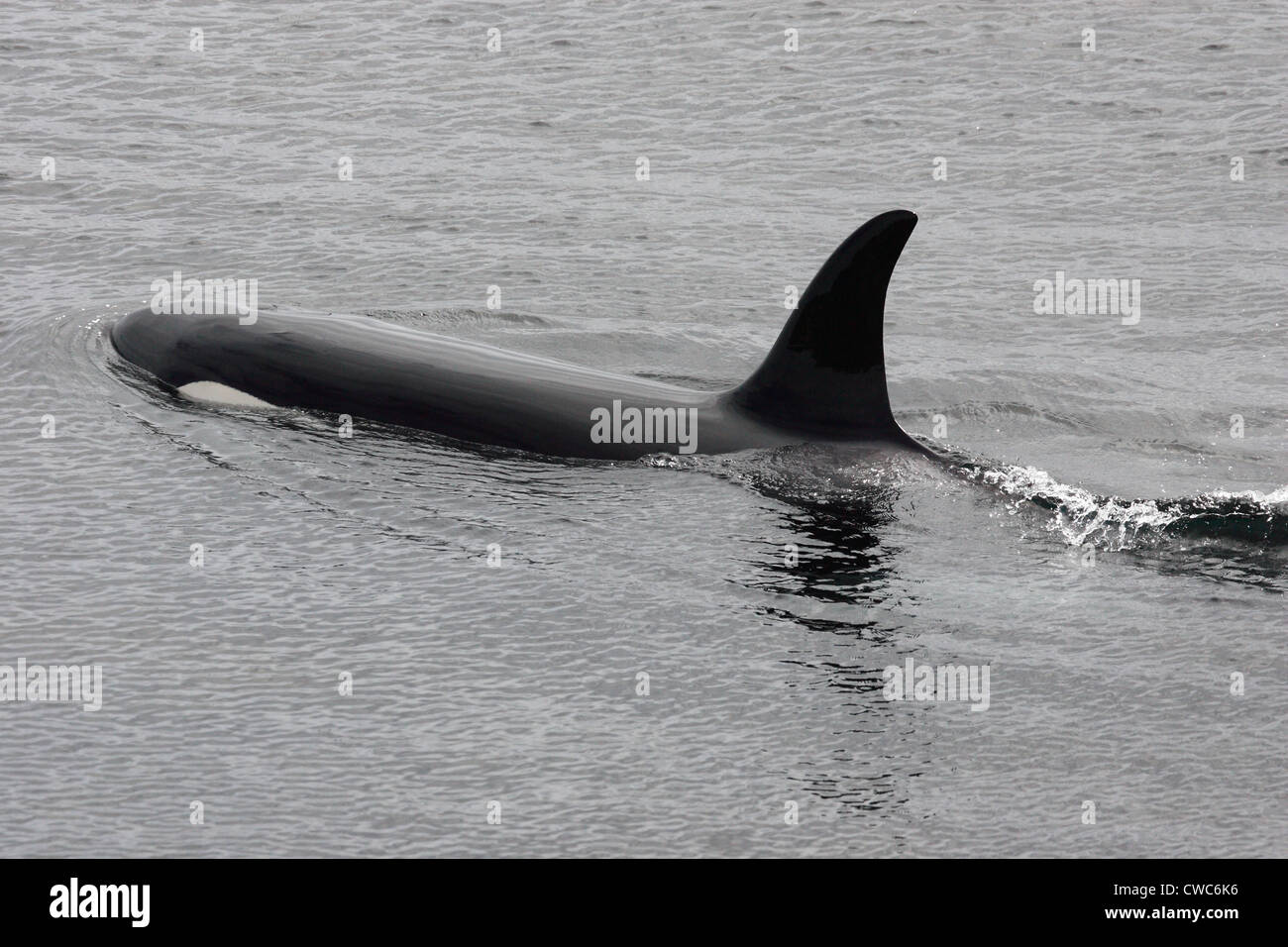 Killer Whale Orcinus orca Shetland Islands Scotland UK Stock Photo - Alamy