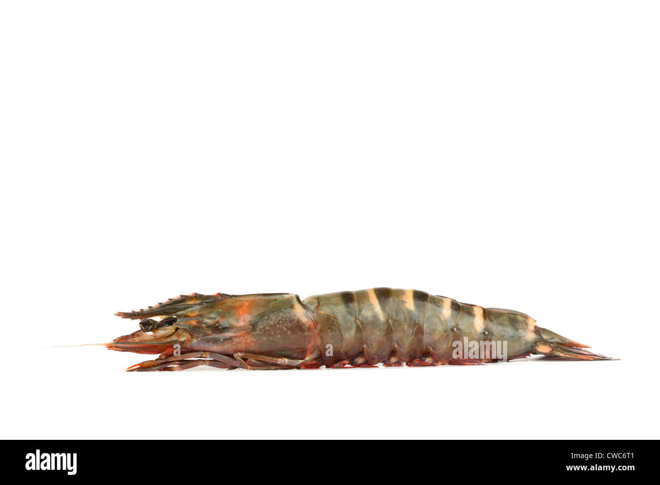 Fresh raw shrimp meat Cut Out Stock Images & Pictures - Alamy