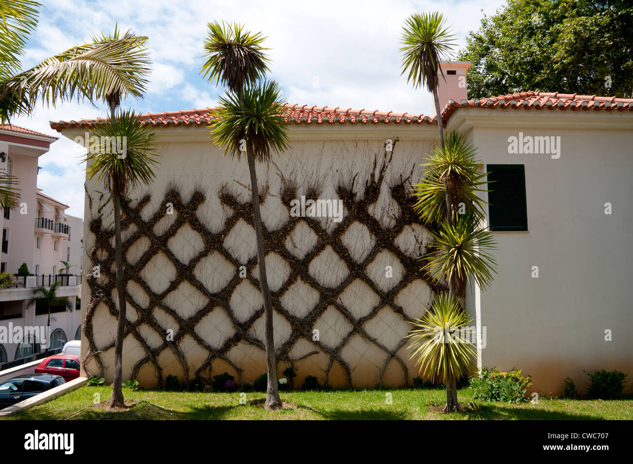 Unusual tree in madeira hi-res stock photography and images - Alamy