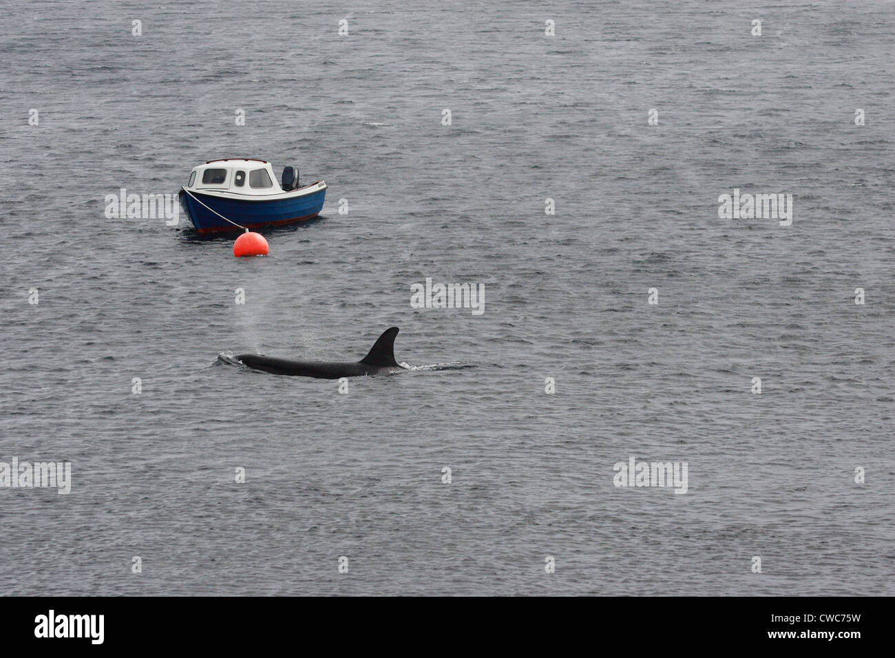 Killer Whale Orcinus orca Shetland Islands Scotland UK Stock Photo - Alamy