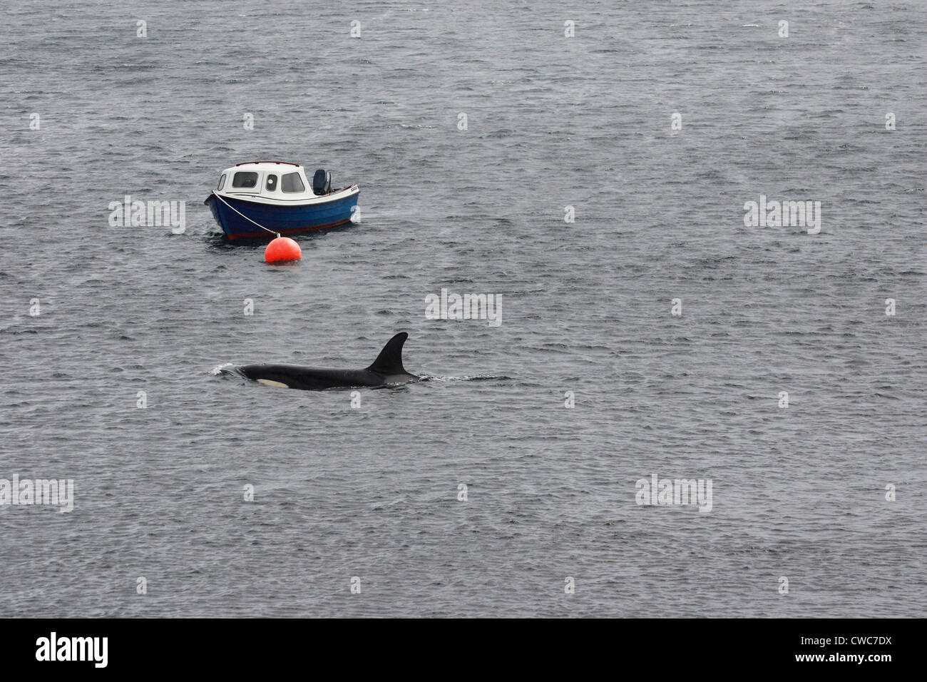 Killer Whale Orcinus orca Shetland Islands Scotland UK Stock Photo - Alamy