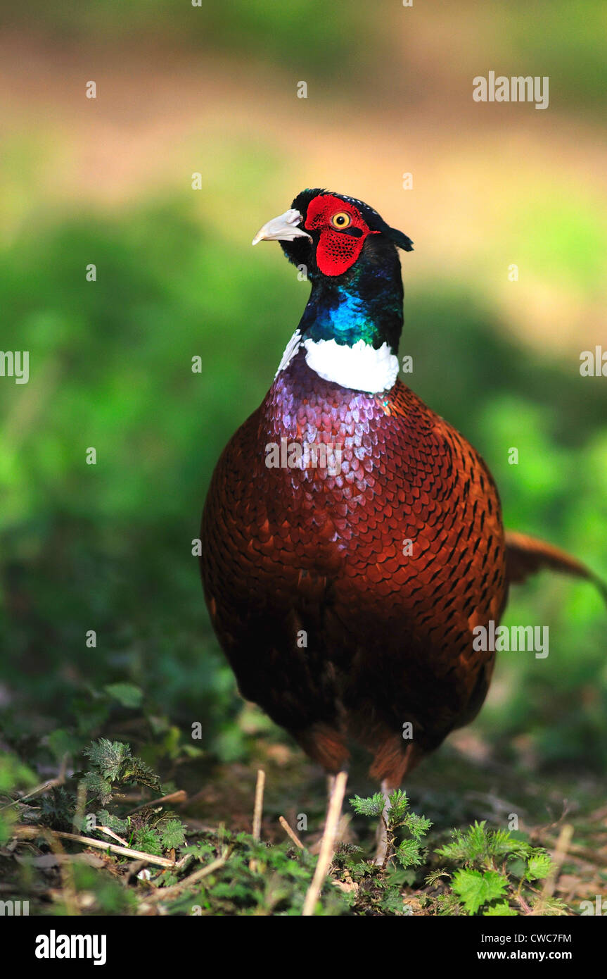 A proud cock pheasant UK Stock Photo - Alamy