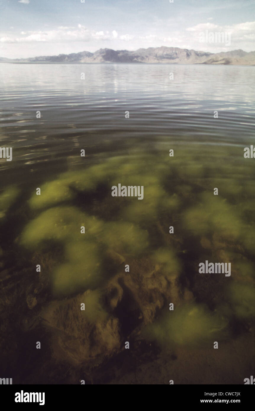 Algae growth in one of the shallow bays of Pyramid Lake in Nevada. The ...