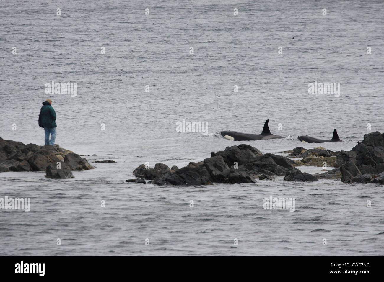 Killer Whales Orcinus orca Shetland Islands Scotland UK Stock Photo - Alamy