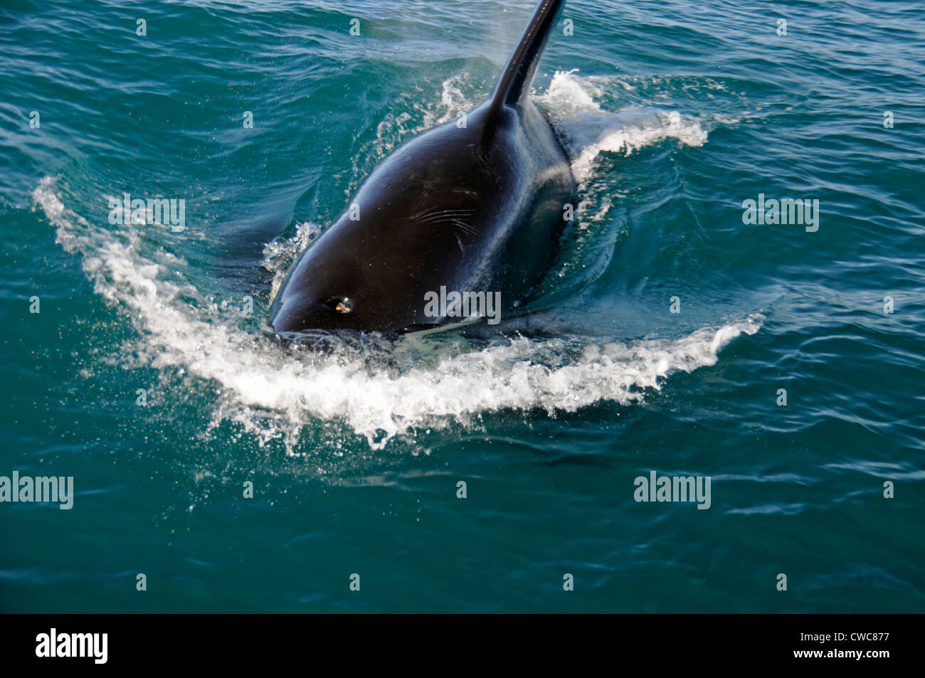 Orca kaikoura new zealand hi-res stock photography and images - Alamy