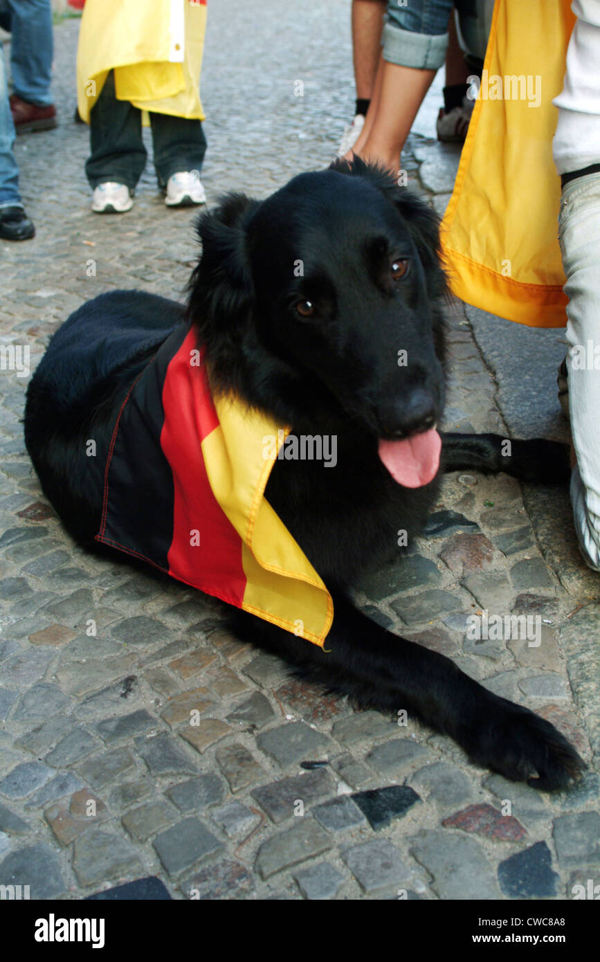 Dog wears hi-res stock photography and images - Alamy