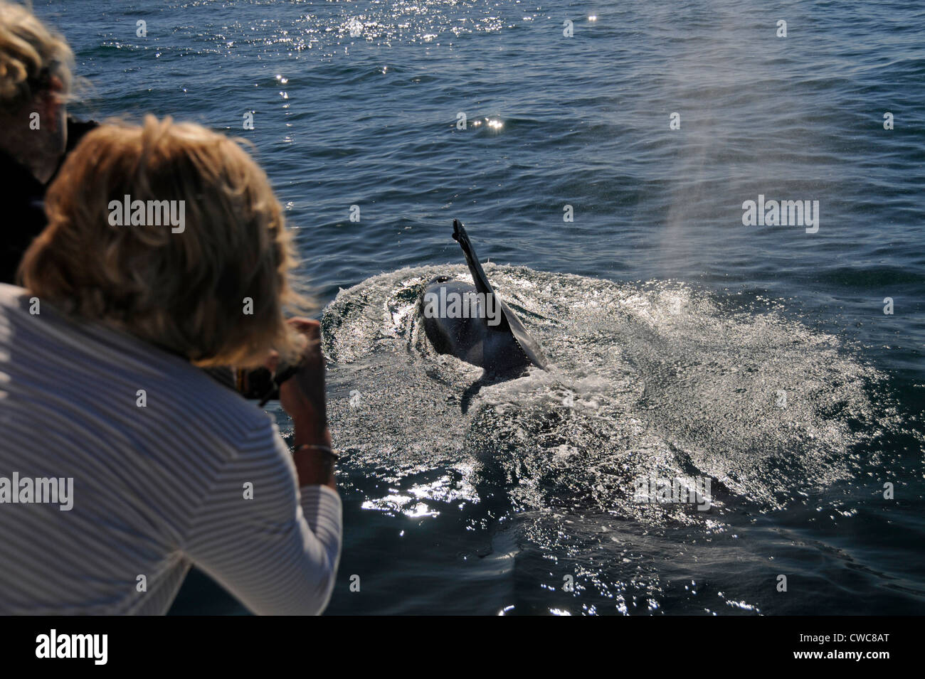 Tourist on a sight-seeing boat watching an Orca or Killer Whale in the ...