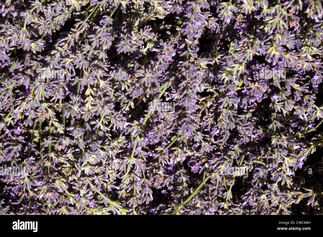 Bushels hi-res stock photography and images - Alamy