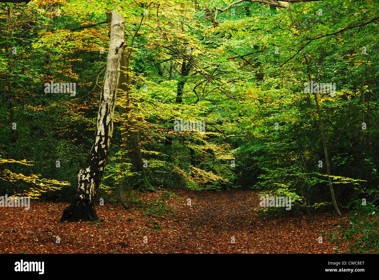 Burnham beeches woodland hi-res stock photography and images - Alamy