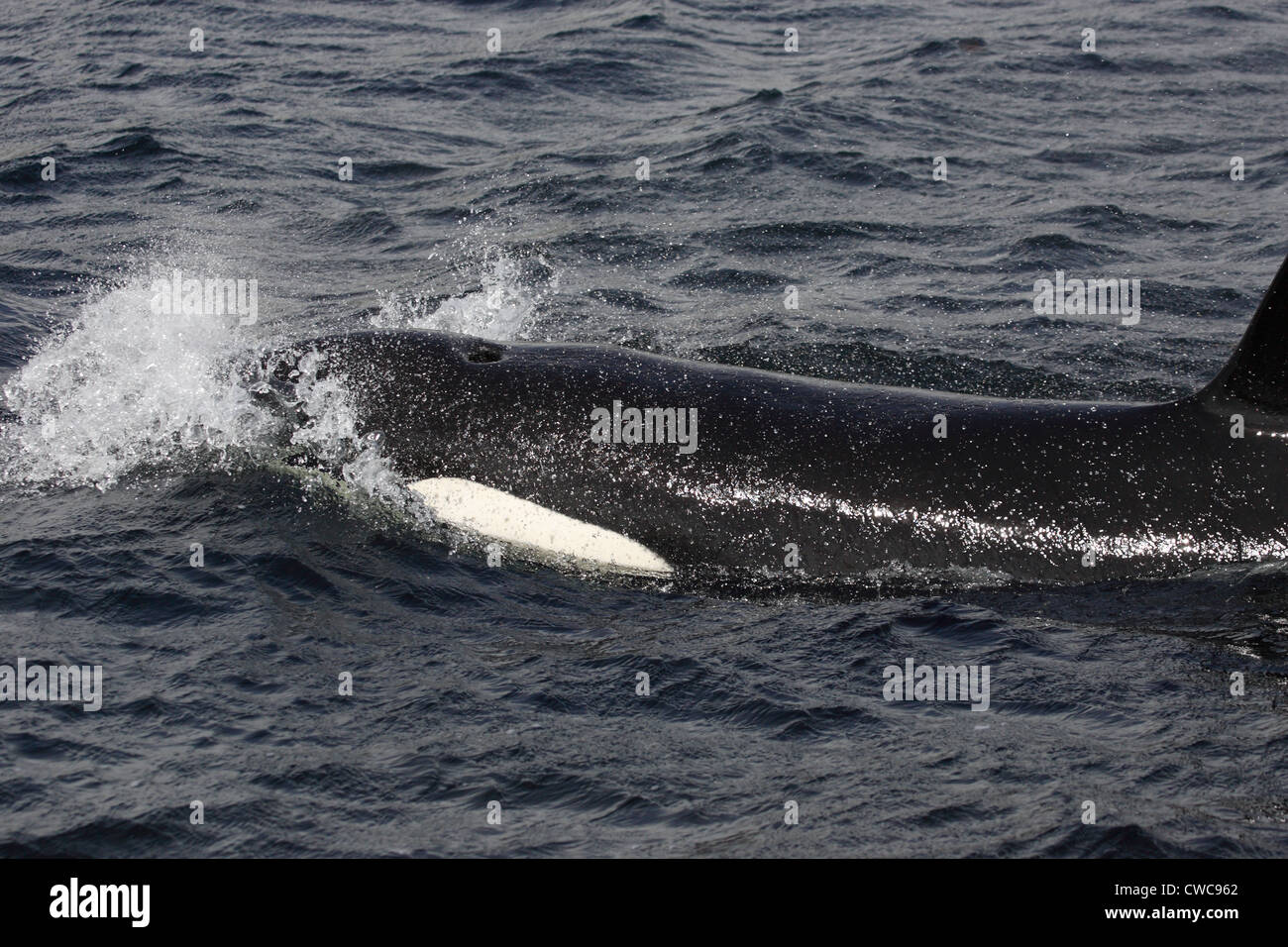Killer Whale Orcinus orca Shetland Islands Scotland UK Stock Photo - Alamy