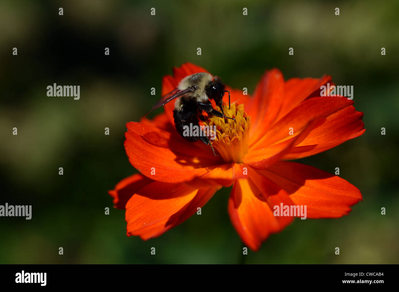 Drinking bee hi-res stock photography and images - Alamy