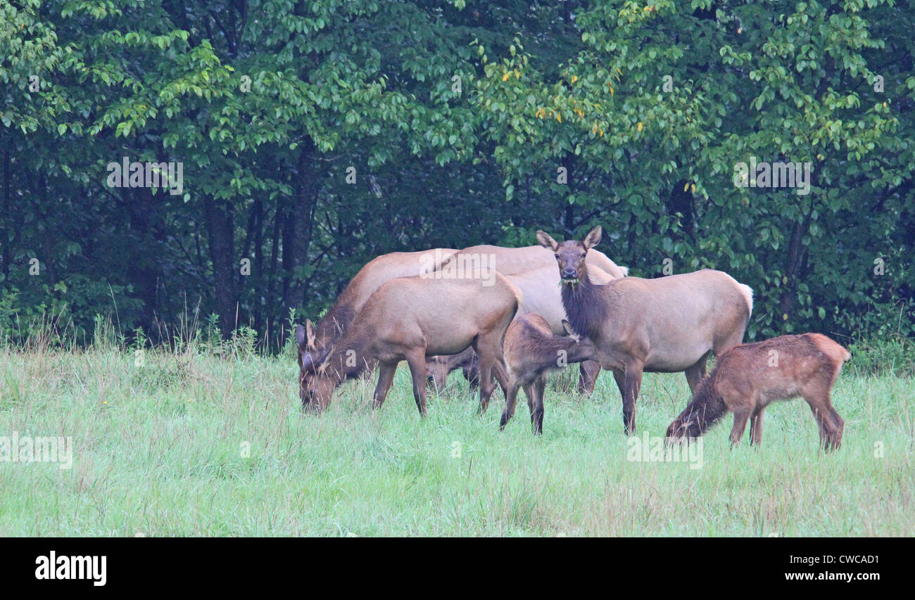 A group of elk cows and calves Stock Photo - Alamy