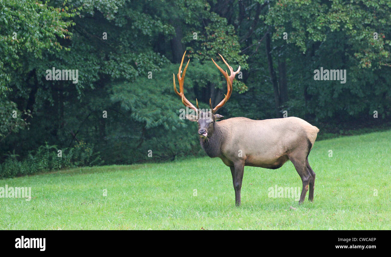 A bull elk in a field licking his lips Stock Photo - Alamy