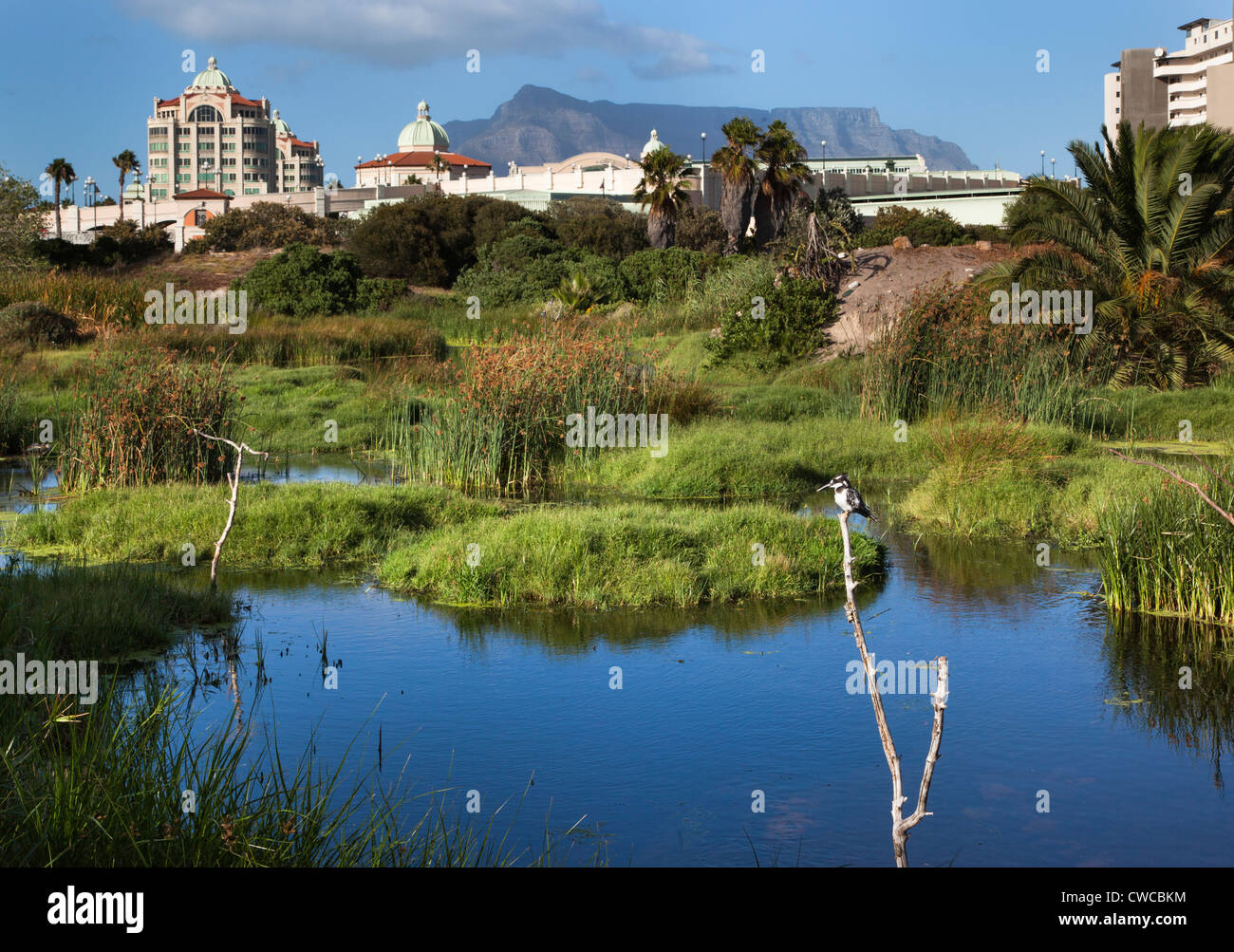 Intaka Island wetland, Century City shopping centre, Cape Town, South ...