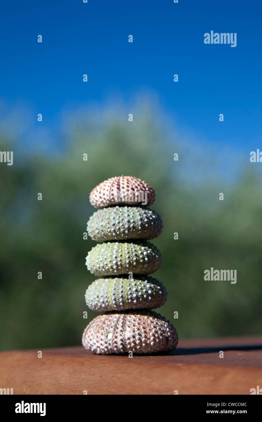 Five sea shells hi-res stock photography and images - Alamy
