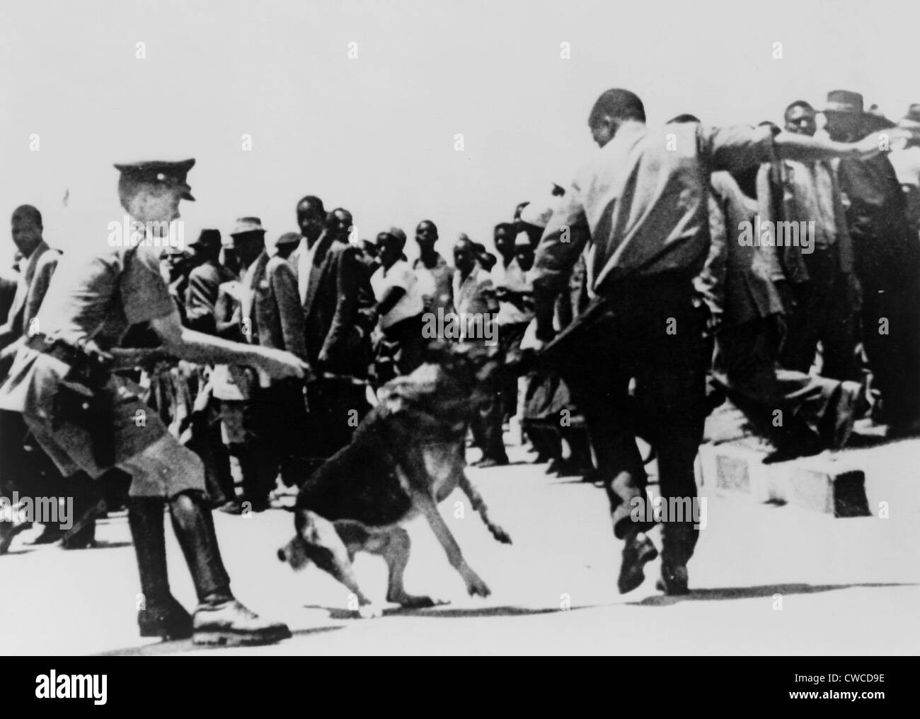 Police dog attacking black man hi-res stock photography and images - Alamy