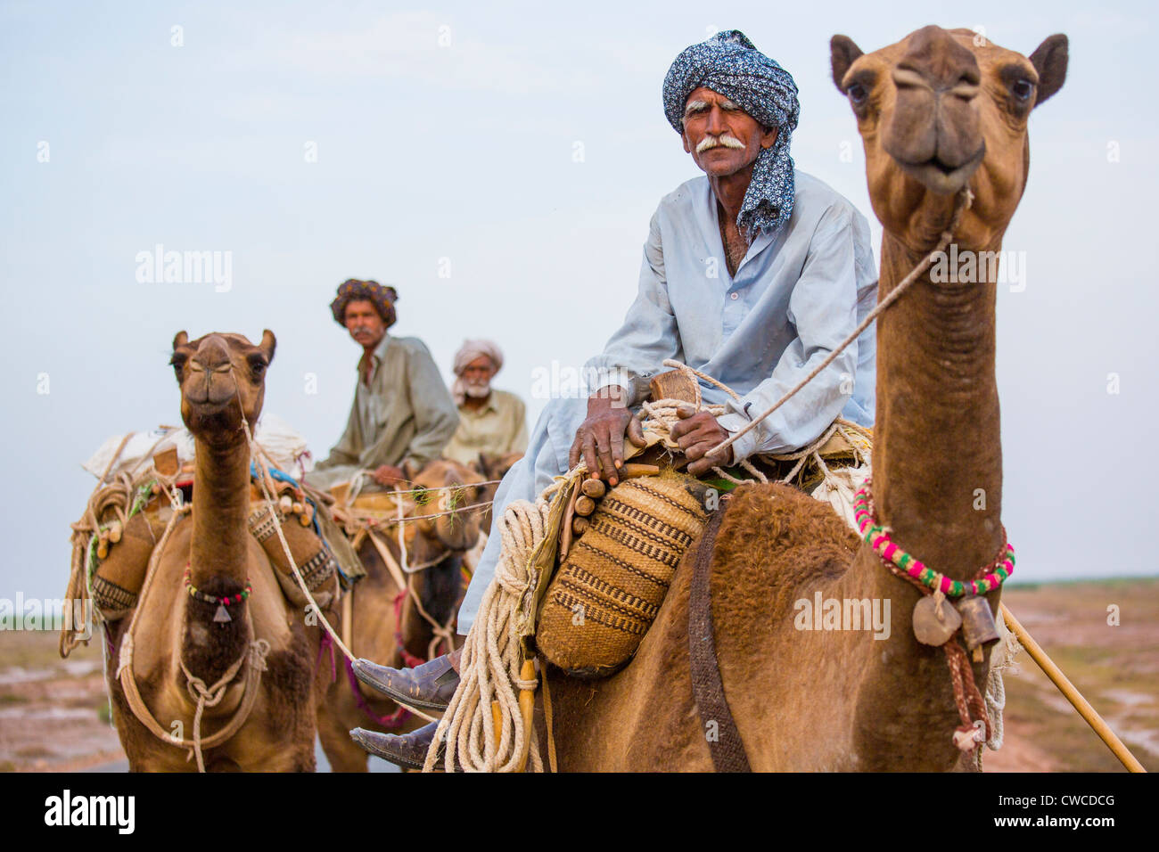 Pakistan camel hi-res stock photography and images - Alamy