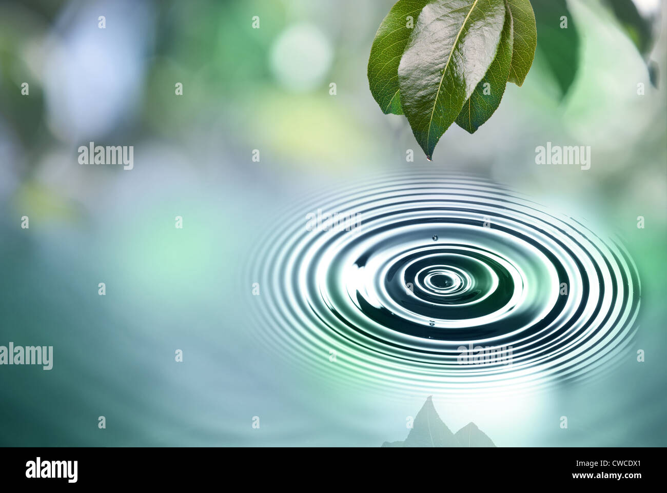 Green leaves with water drop above water Stock Photo - Alamy