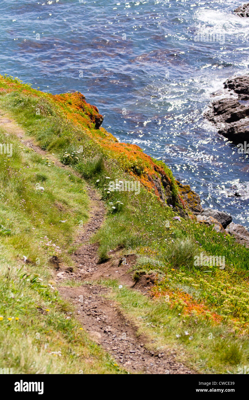 Coastal Path On the Cornish coast Stock Photo - Alamy