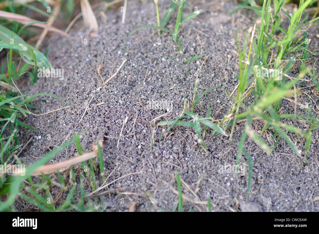 Fire ant mound, Texas, USA Stock Photo - Alamy