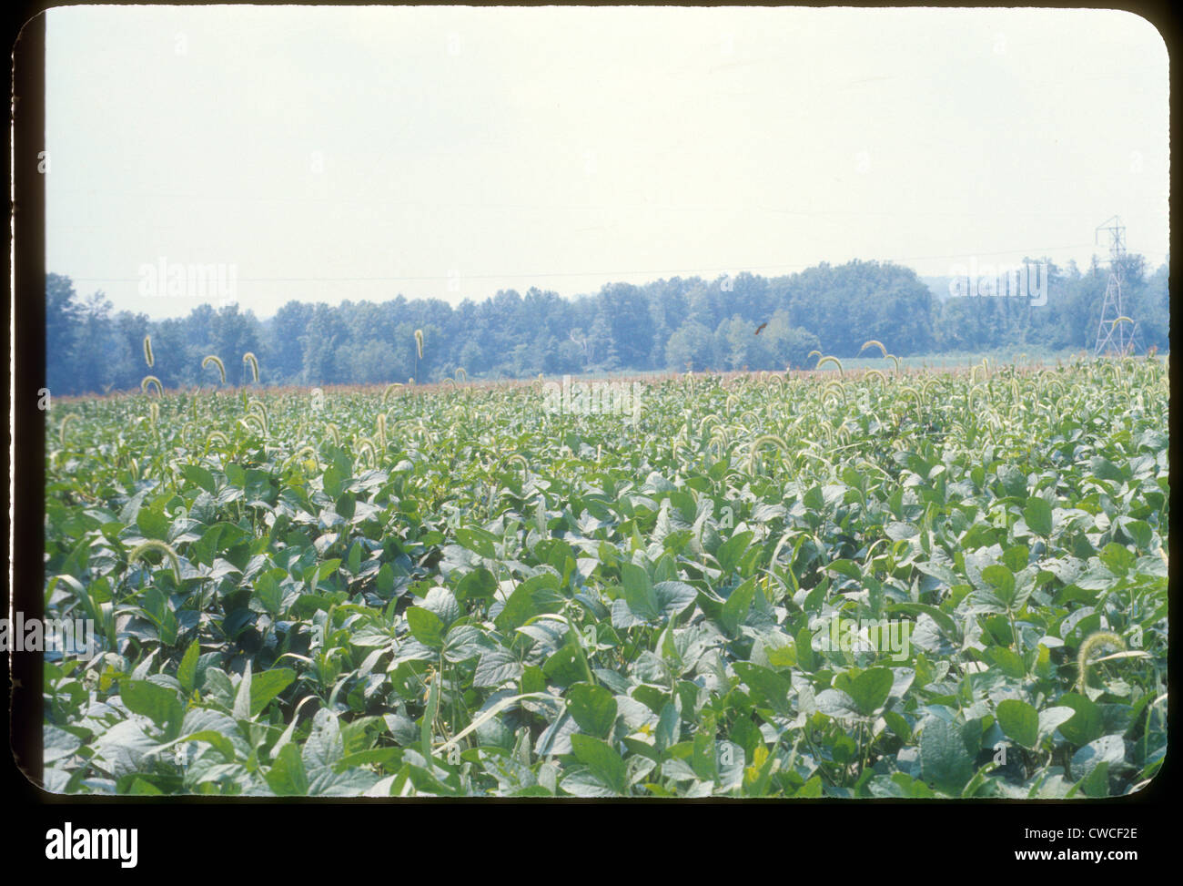 Soy beans illinois field 1960s agriculture farming midwest American ...
