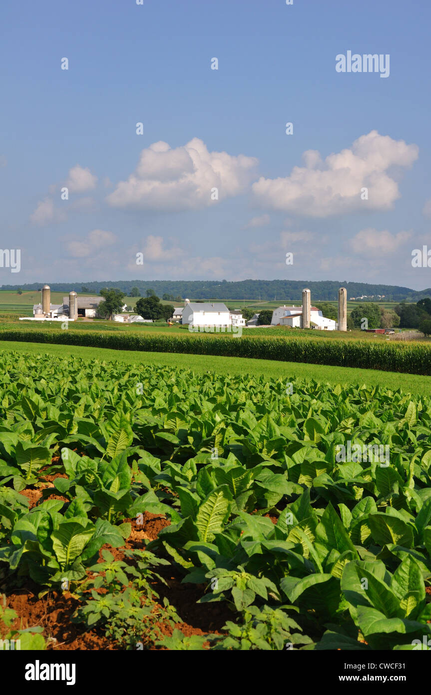 Pennsylvania farm vegetables hi-res stock photography and images - Alamy