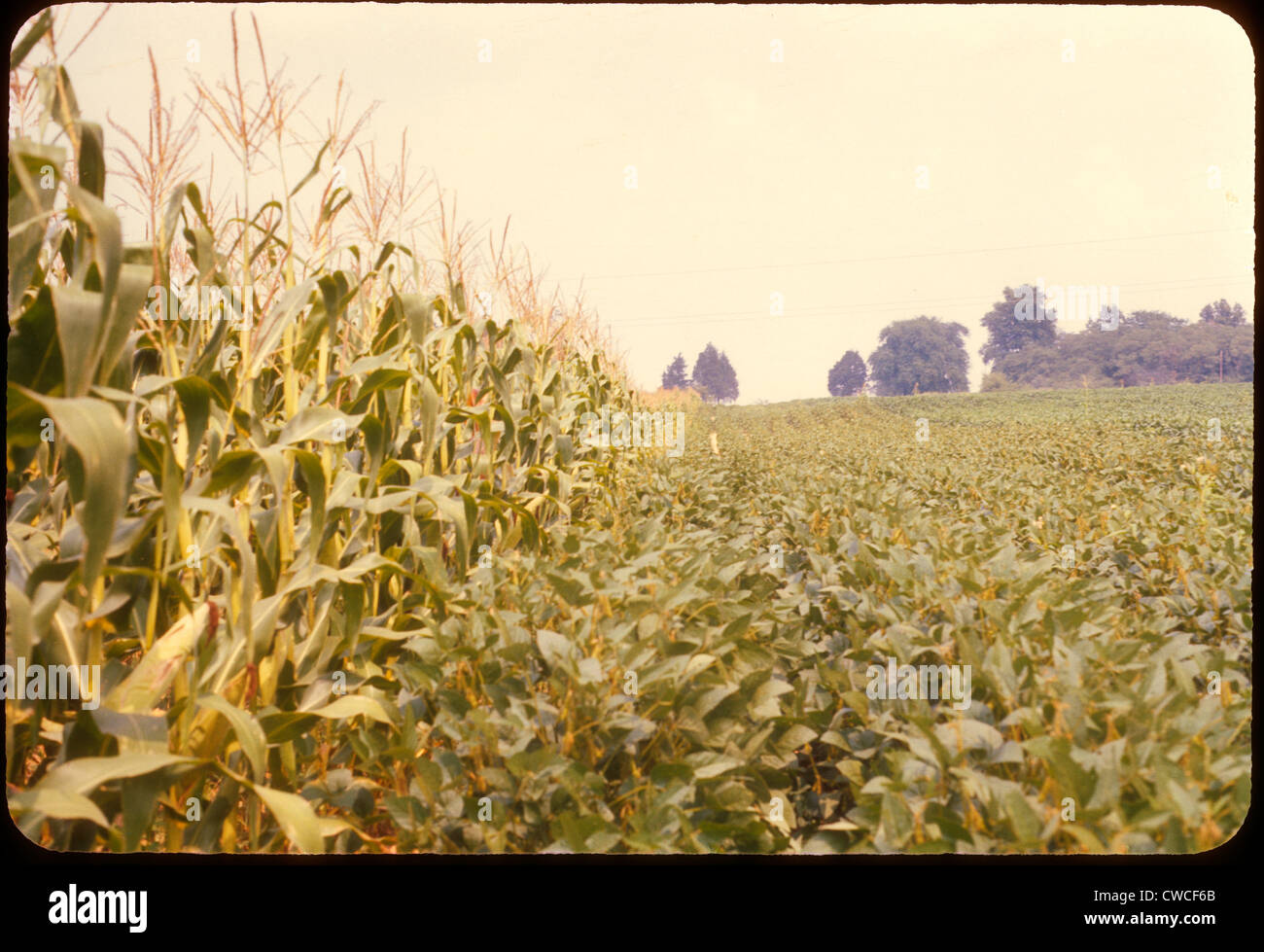 corn field illinois 1960s soy field agriculture midwest harvest small ...