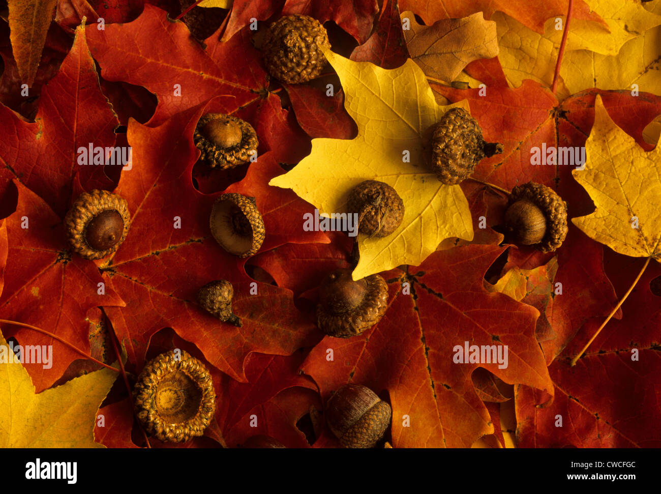 Colorful red and yellow autumn leaves on ground and acorns close up on ...