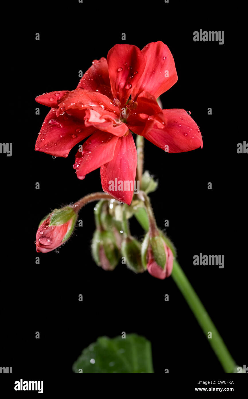 Beautiful blooming red pelargonium hi-res stock photography and images ...