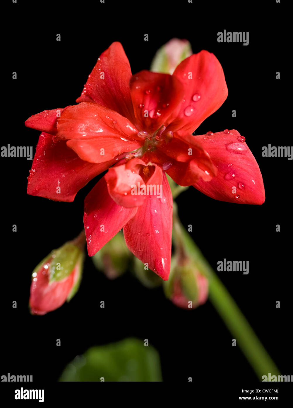 Garden Pelargonium blossom (red Stock Photo - Alamy